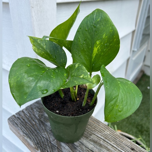 Golden pothas | Accents | Golden Pathos Rooted Plant | Poshmark